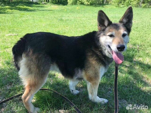 Собака мальчик Зайчик ищет семью