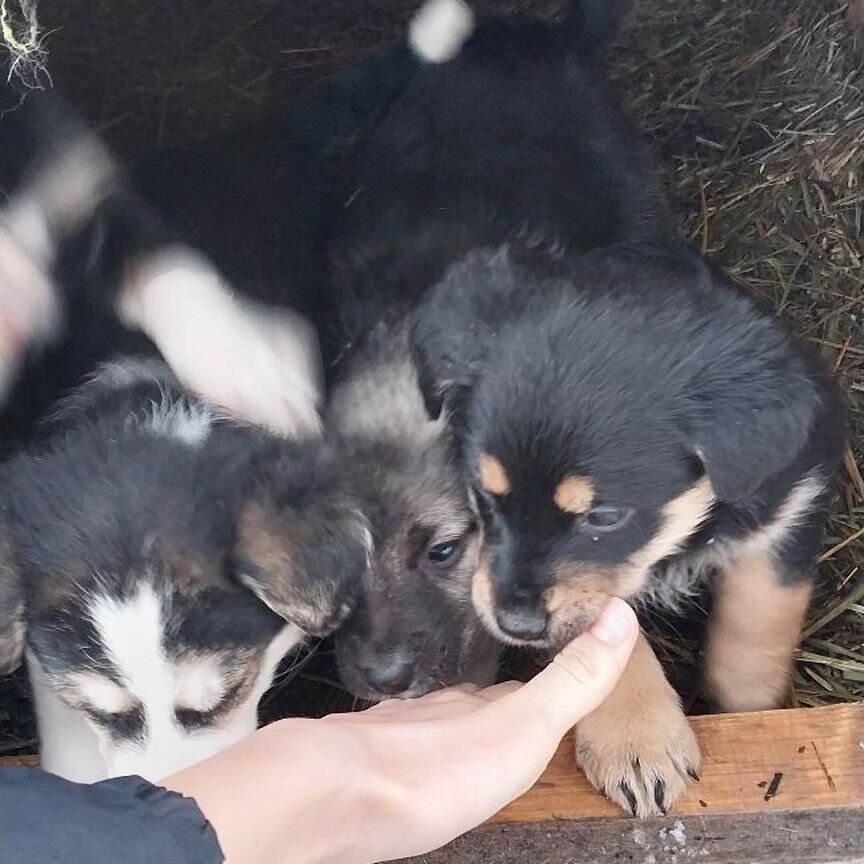 Отдам в добрые руки