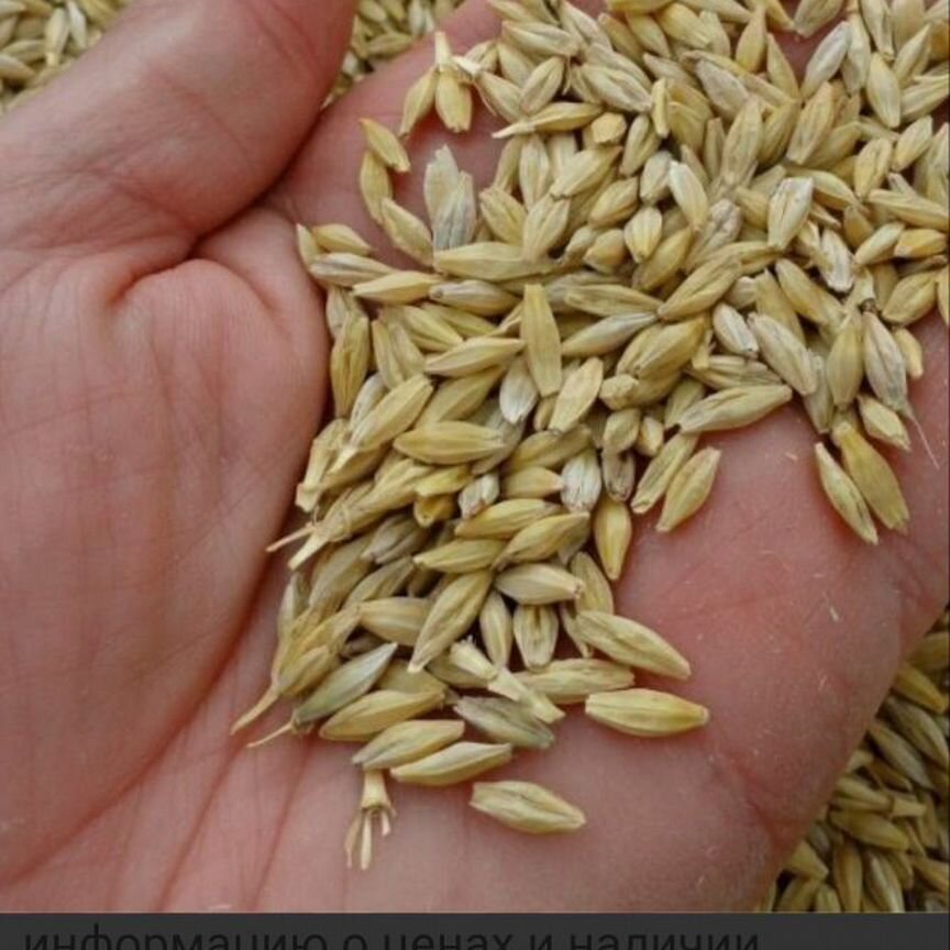 Пай. Зерно пшеница ячмень