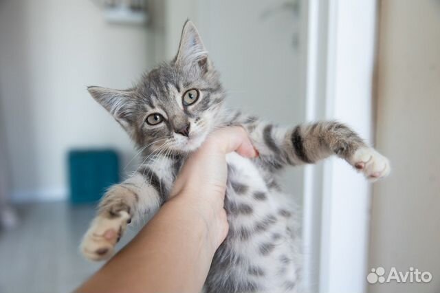 Котенок спасеныш мальчик