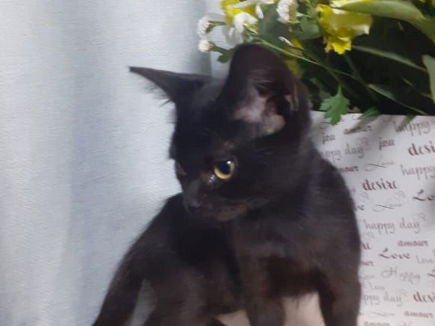 Котенок в добрые руки