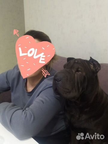 Шарпей девочка в дар