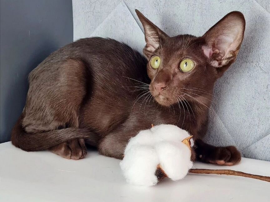 Ориентальные котята