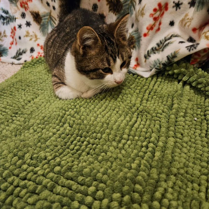 Котик 3 мес