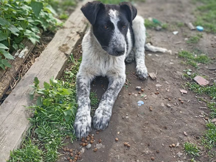 Мальчик мама курцхаар 5 мес