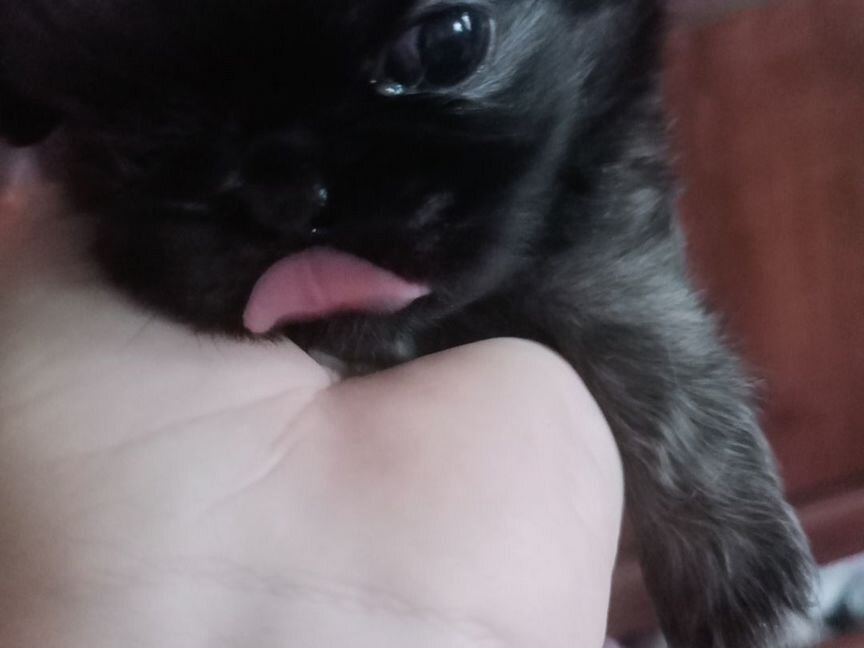 Продаются щенки Пекинеса