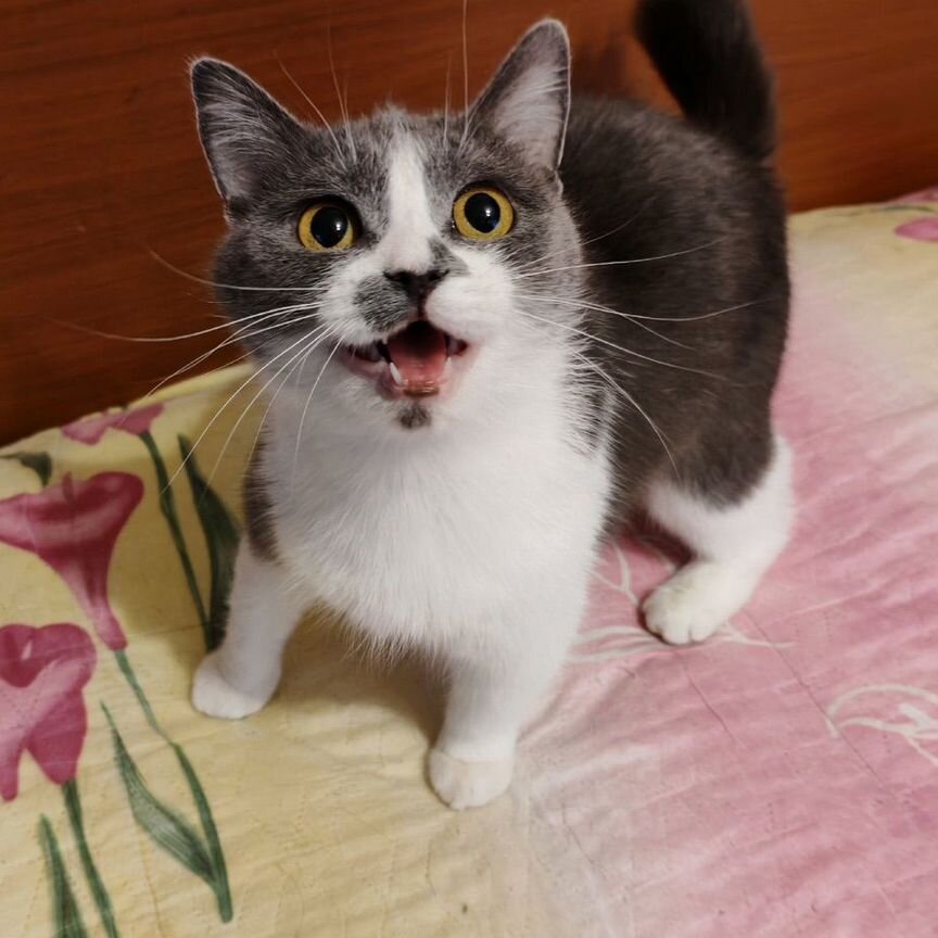 Взрослая, кошка в добрые руки