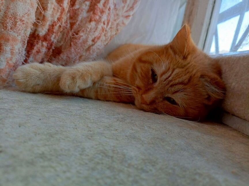 Балдёжный рыжулька