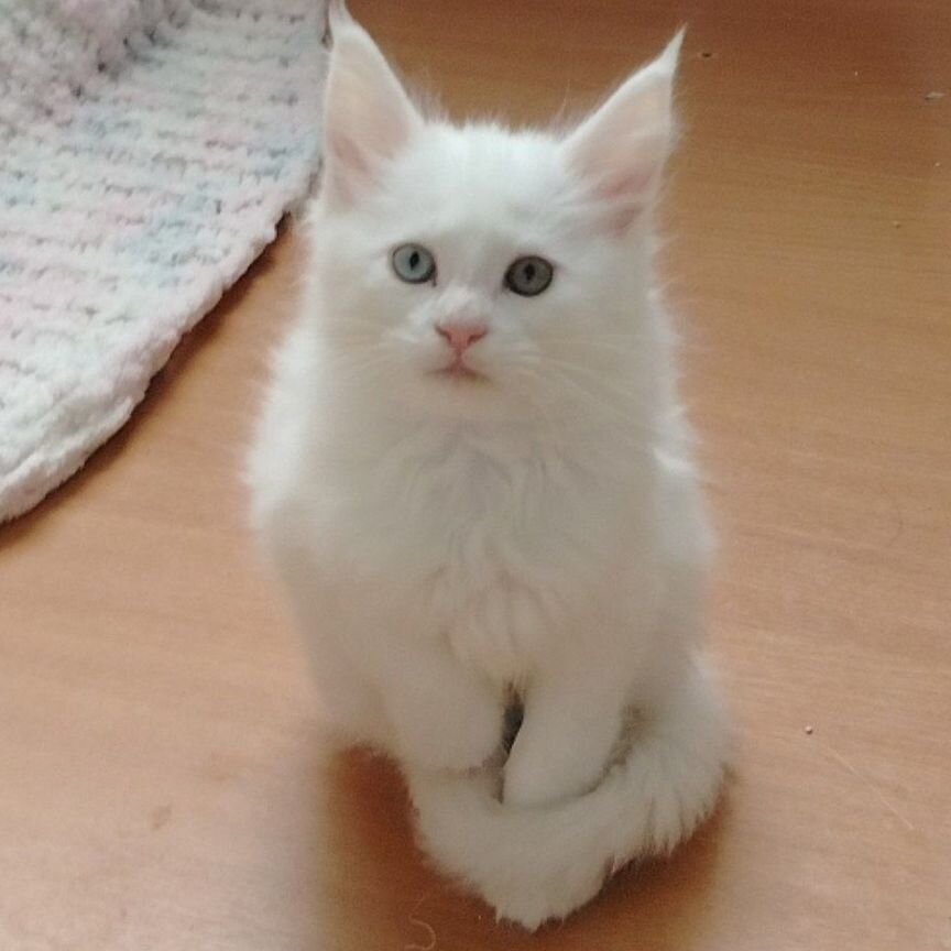 Котята мейн-кун