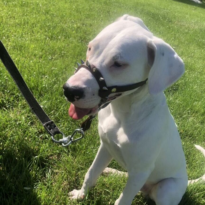 Намордник для собаки