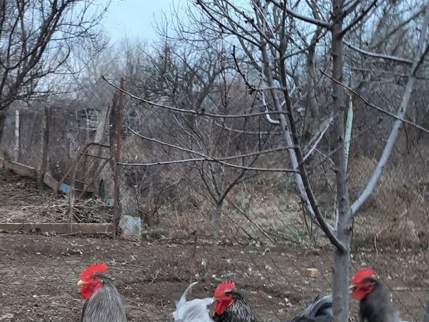 Продажа домашней птицы