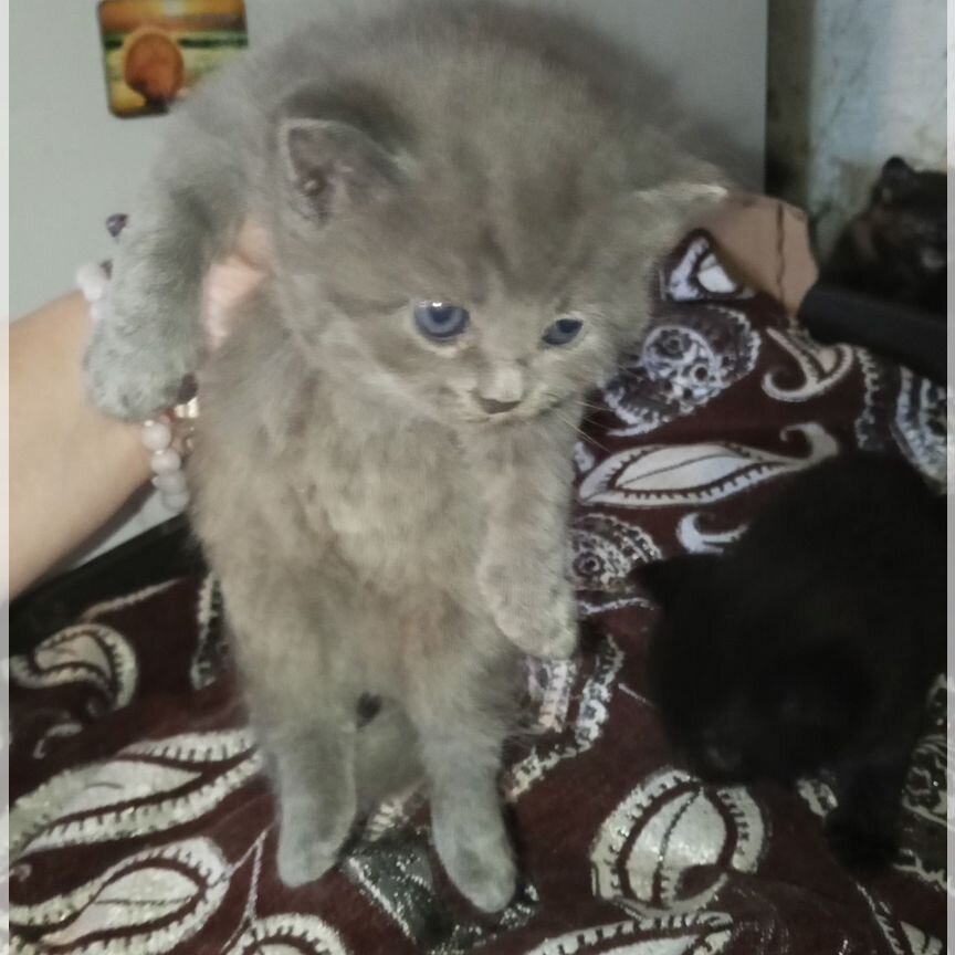 Шотландский вислоухий длинношёрстный котёнок