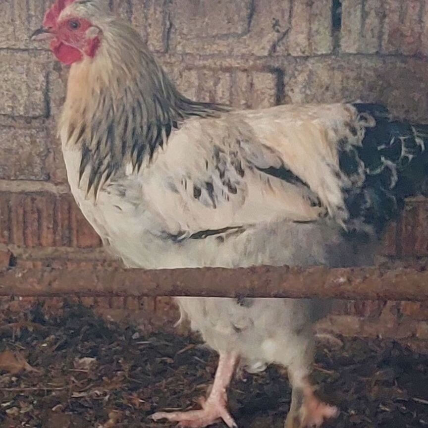 Петух молодой домашний