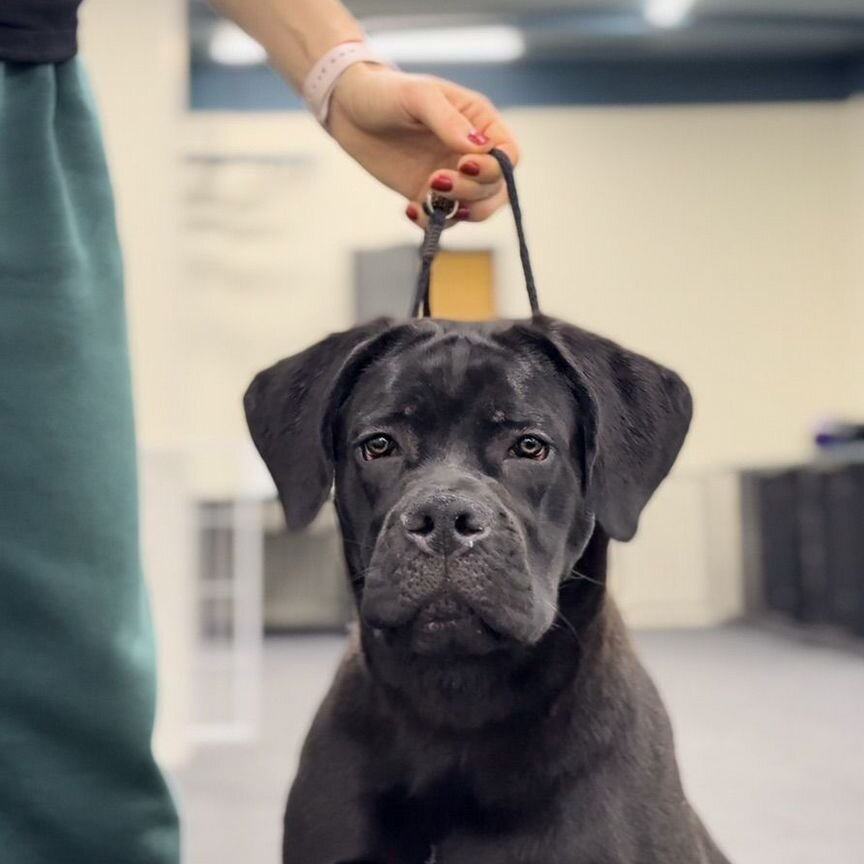 Кане-корсо, щенок