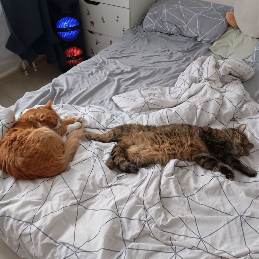 Взрослая кошка в добрые руки