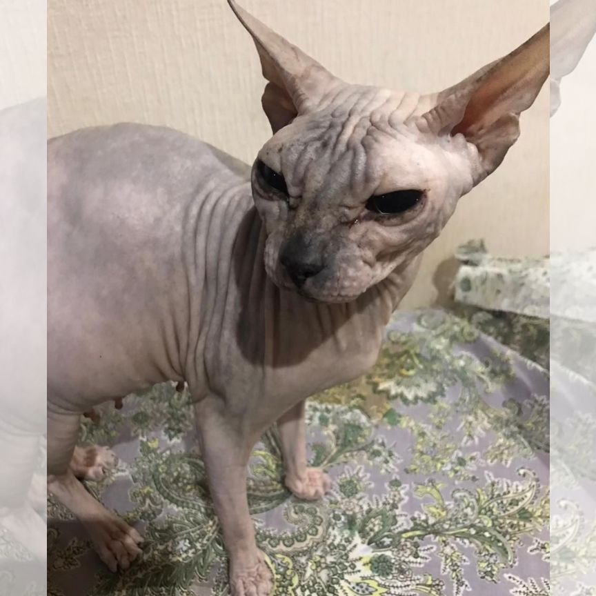 Донской сфинкс, взрослая кошка