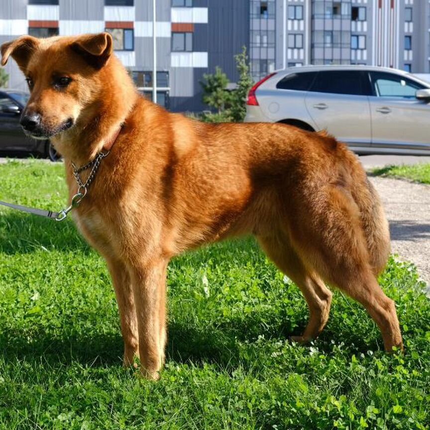 Огненный красавец-пес в добрые руки