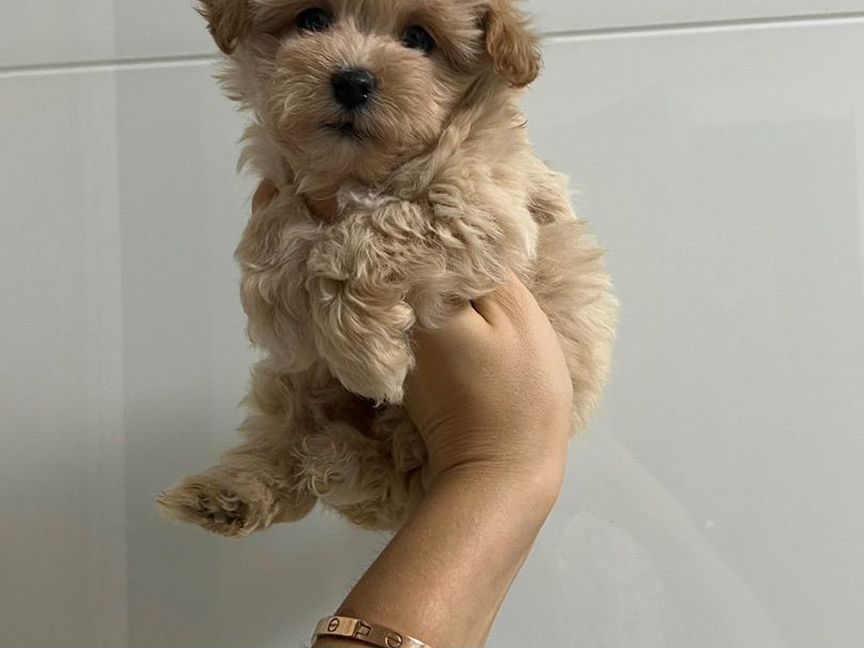 Мальтипу ф1 девочка карамелька