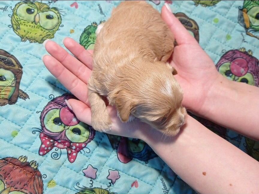 Настоящие мальтипу ф1