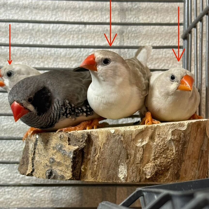 Зебровые амадины (3 ноябрьских пиннца)