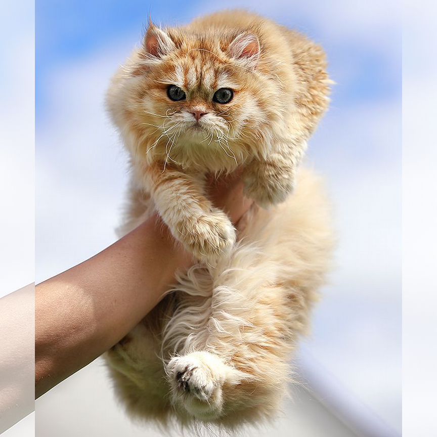 Британский длинношёрстный котёнок