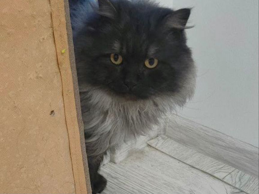 Кот Паштет