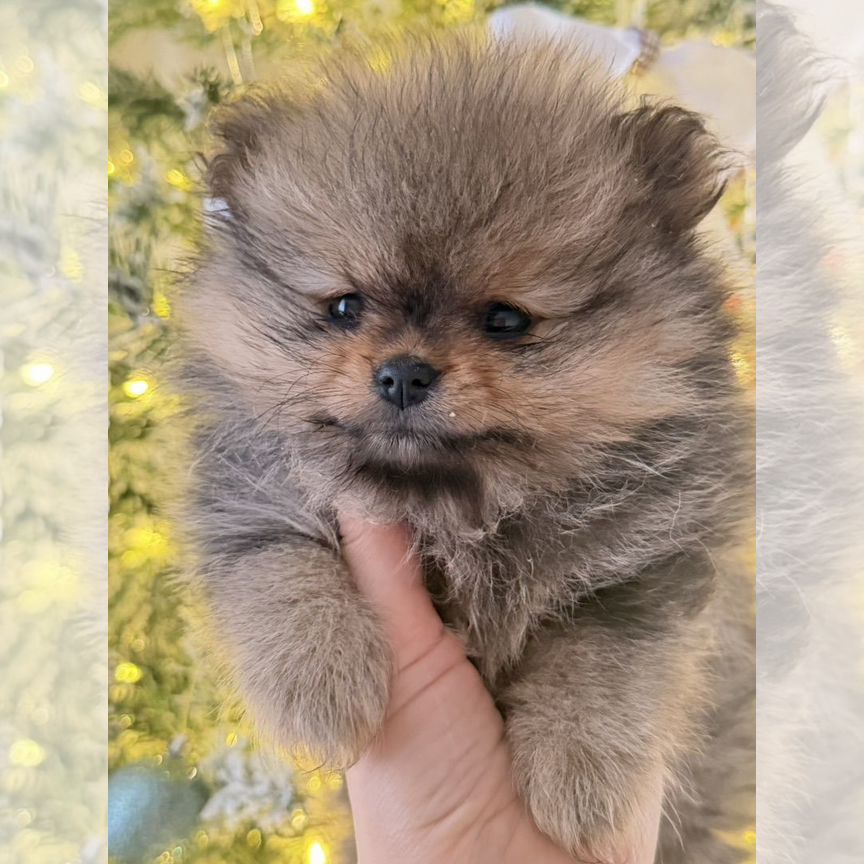 Померанский шпиц, щенок