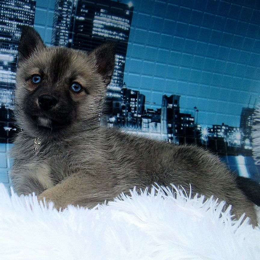 Рита.Помски миничка