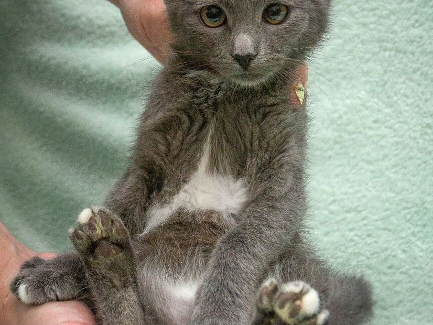 Нереально красивая котёнок девочка в дар