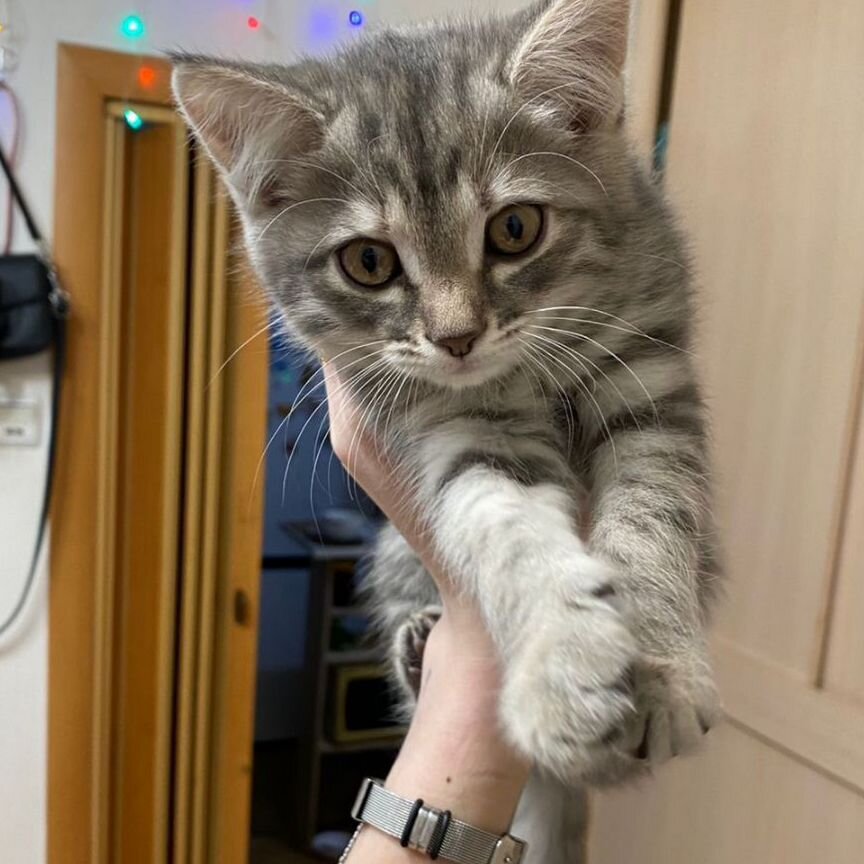 Кошечка ищет заботливых хозяев. К лотку приучена