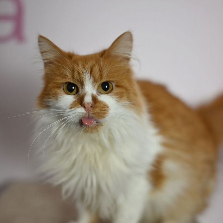 Забавная Липа (из приюта)