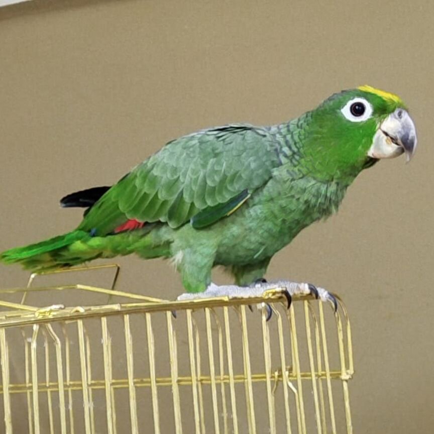 Амазон Мюллера