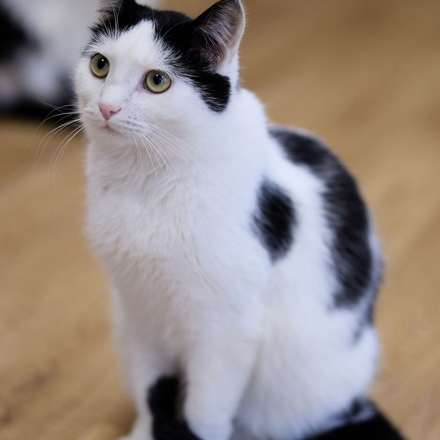 Кот Гаврюша ищет дом