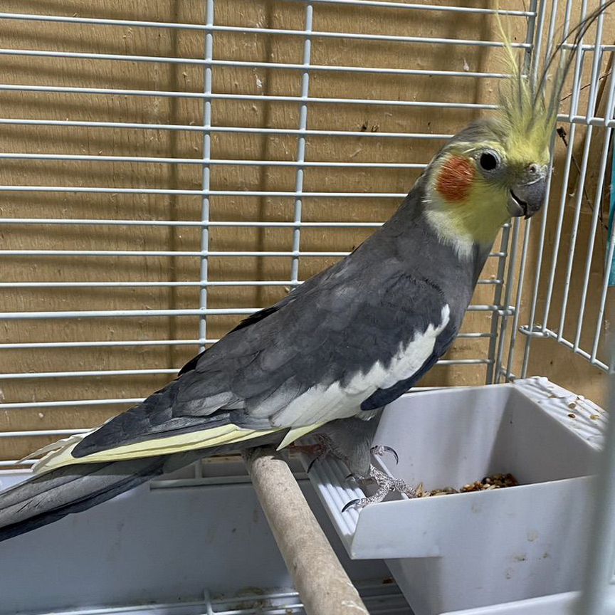 Продам или обменяю мальчик кариэла