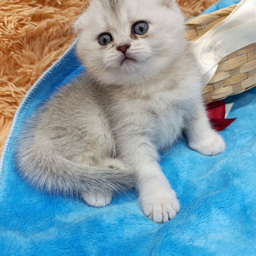 Шотландская