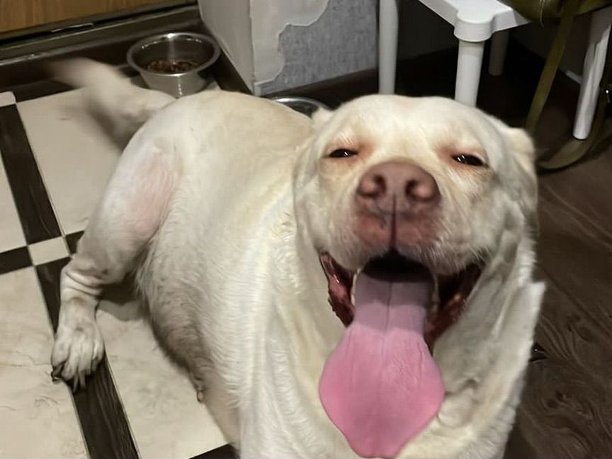 Собака лабрадор найден