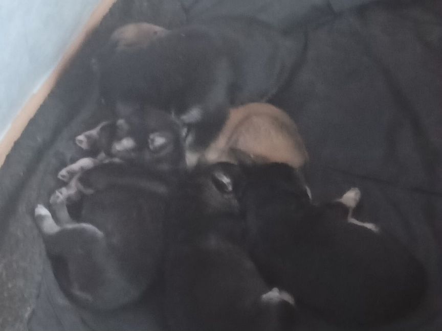 Щенки Хаски смешанной с лайкой