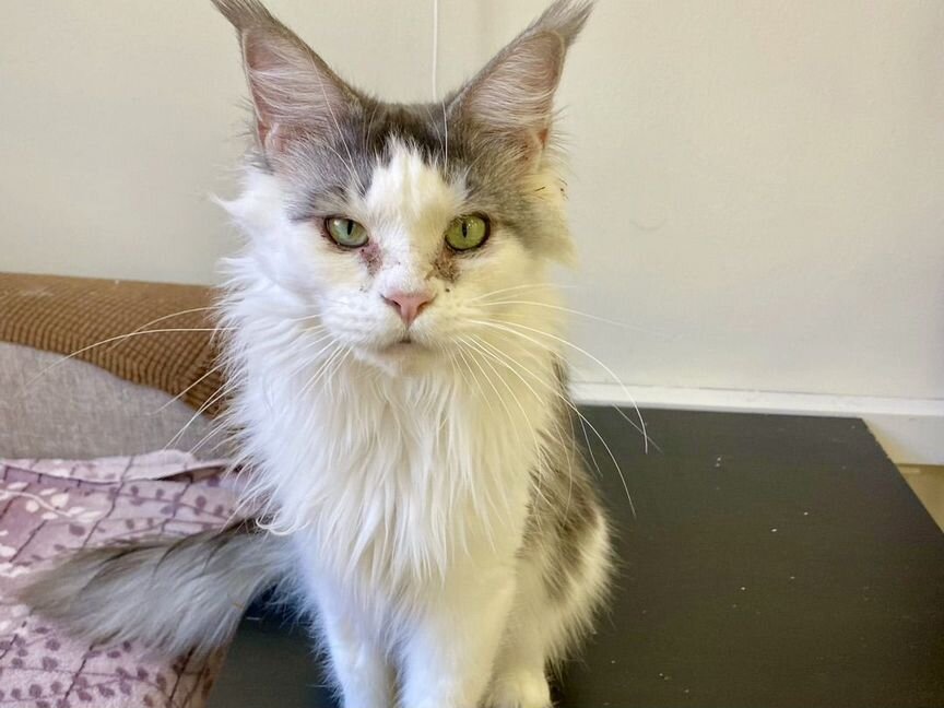 Козюля- кошка мейн-кун в добрые руки