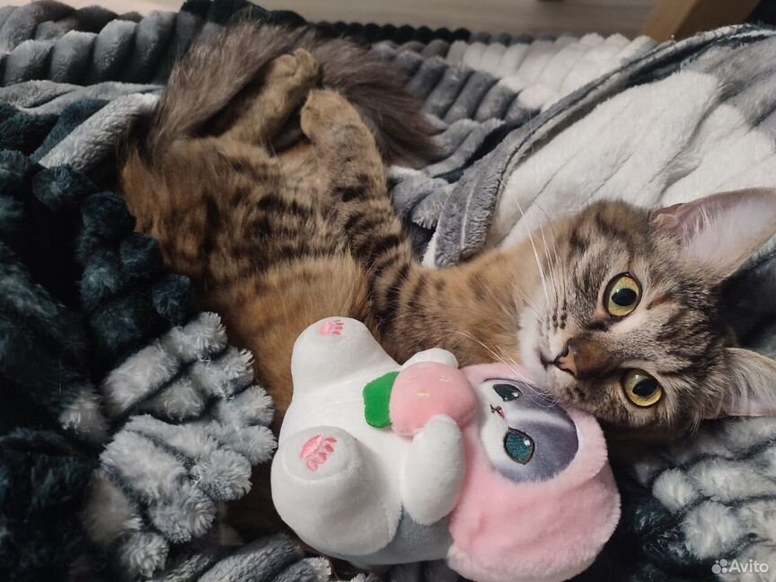 Кошка 9 месяцев помесь мейн-кун