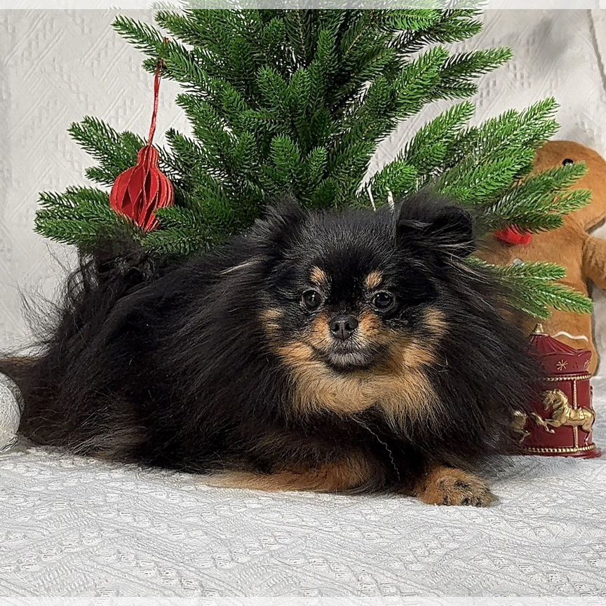 Померанский шпиц, взрослая собака