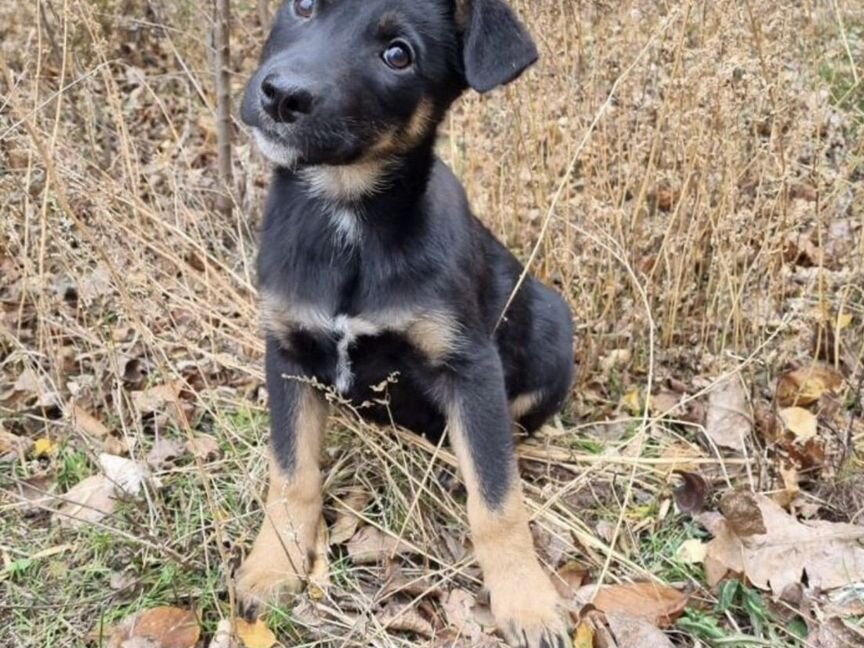 Щенок бесплатно для частного двора