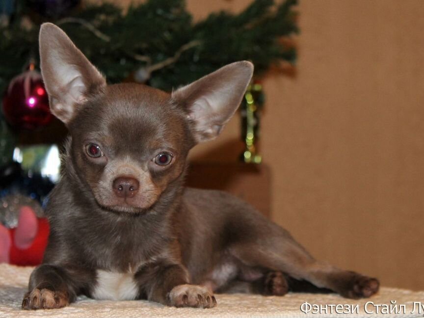 Взрослый лиловый г.ш. кобель чихуахуа