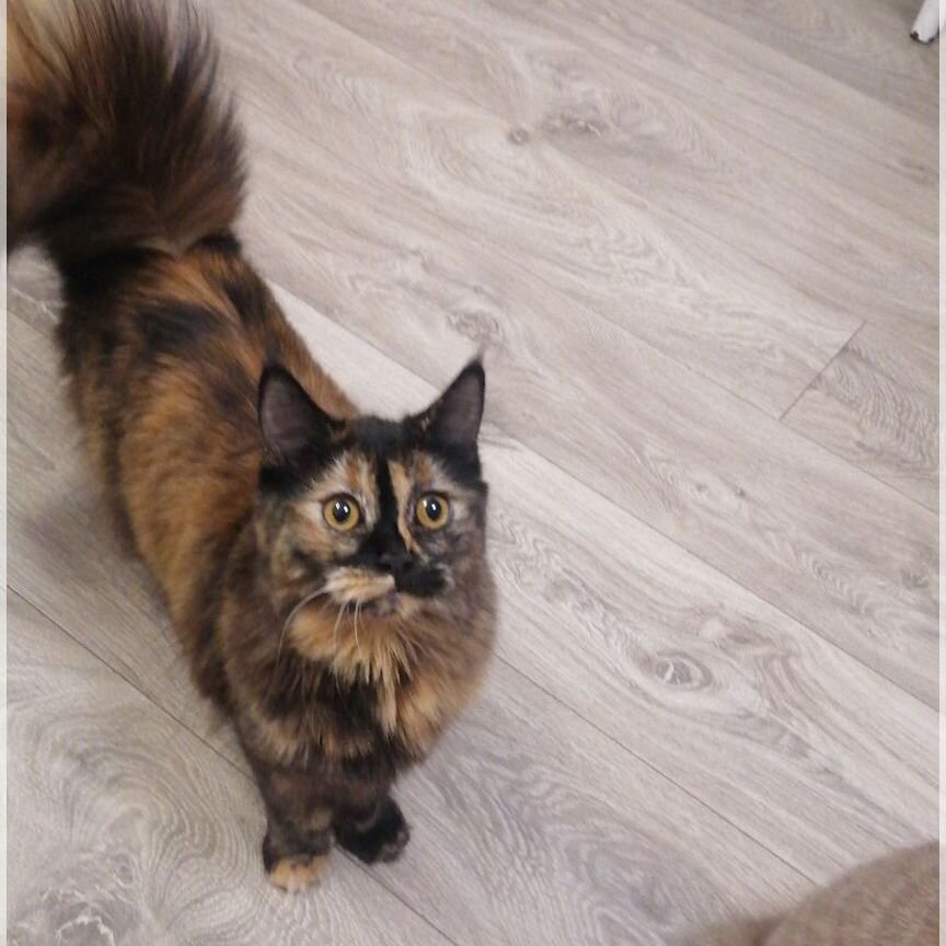 Мейн-кун котёнок