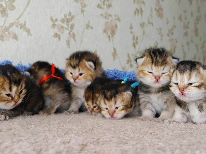 Шотландские котятки