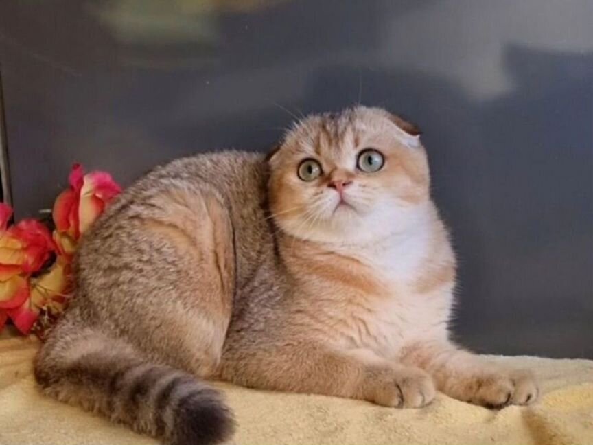 Девочка золотая шиншилла