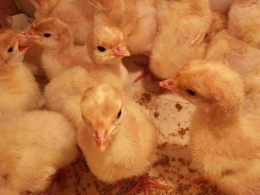 Индюшата хайбрид конвертер