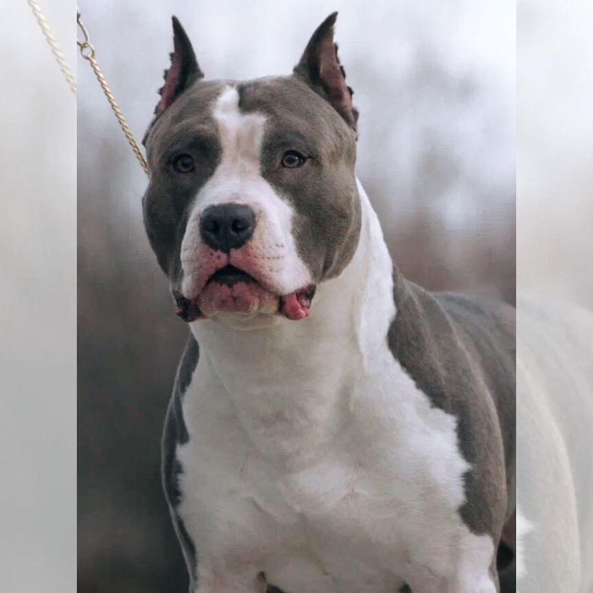 Вязка Стаффордширский терьер