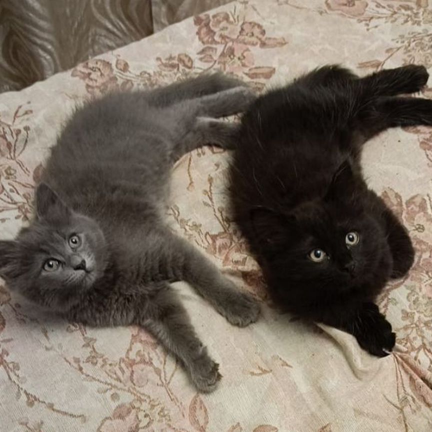 Кошечки в добрые руки
