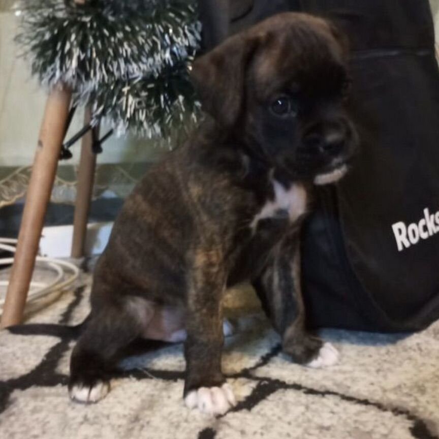 Щенки немецкого боксера