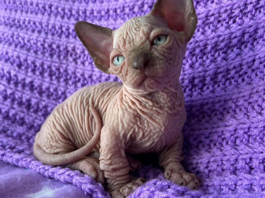 Котята бамбино